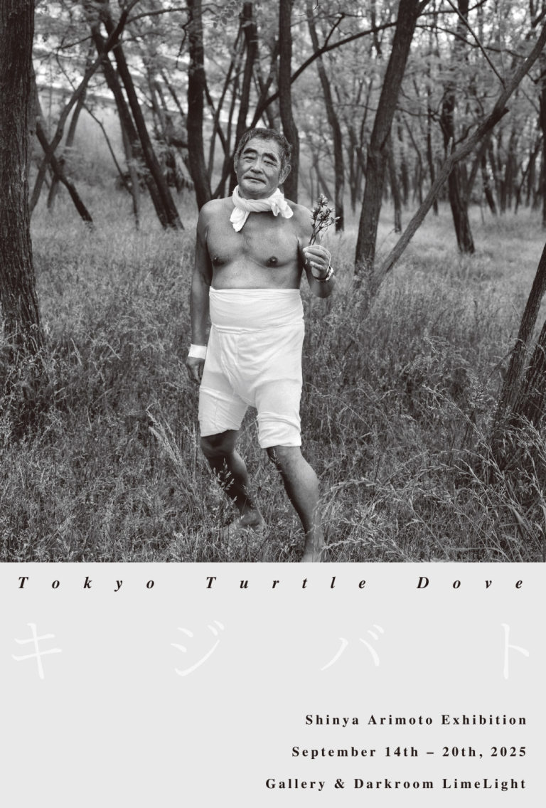 キジバト/ Tokyo Turtle Dove 1-2 | Shinya ARIMOTO Website